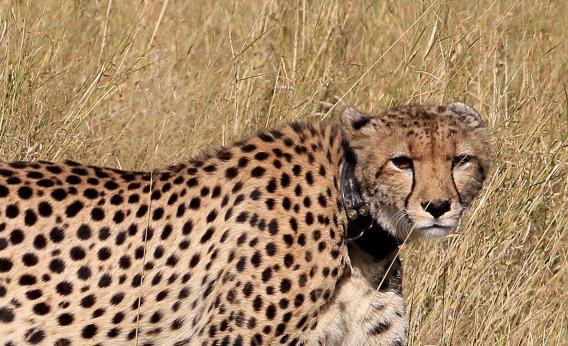 Boston Dynamics Cheetah robot beats world record for land speed.