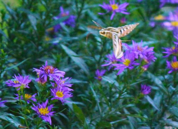 Sphinx Moth: An imposter hummingbird