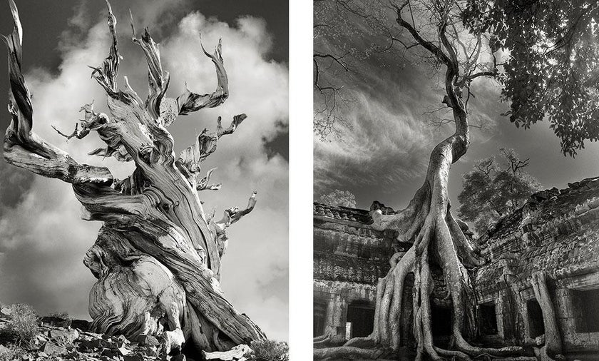 Beth Moon:Ancient Trees: Portraits of Time is a 14 year project of some ...