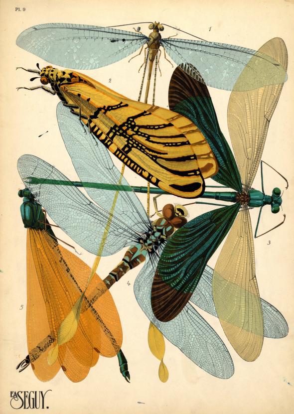 EA Seguy insects history: Prints of insects for art nouveau and art ...