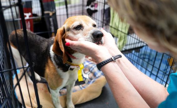 Pets.com resurgence.