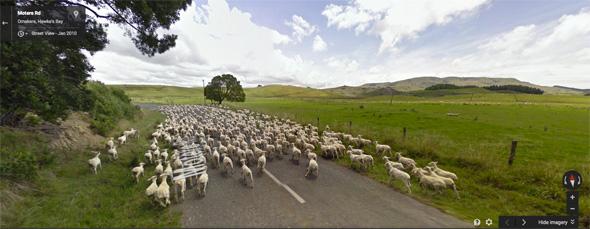 Collection of Google Street View images of sheep.