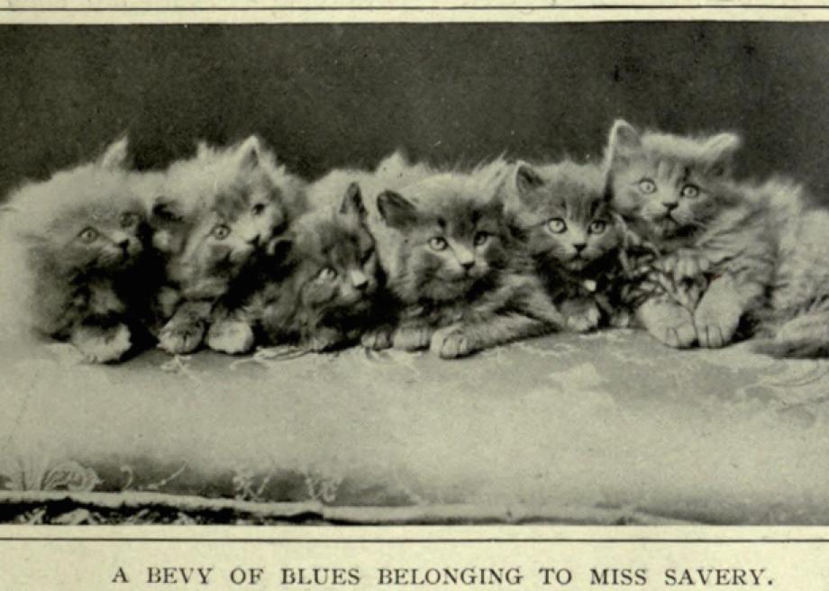 How England’s first feline show countered Victorian snobbery about cats.