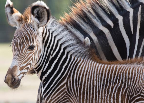 Why do zebras have stripes? Flies are the real reason they are black ...