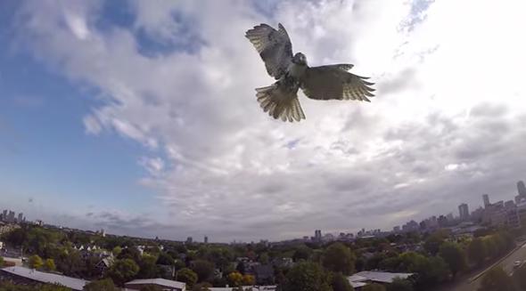Hawk hits quadcopter and the drone goes down. [VIDEO]