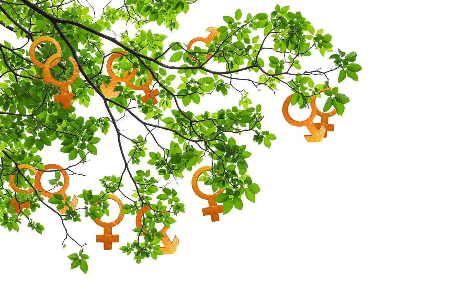 Have cities made allergies worse by planting mostly male trees?