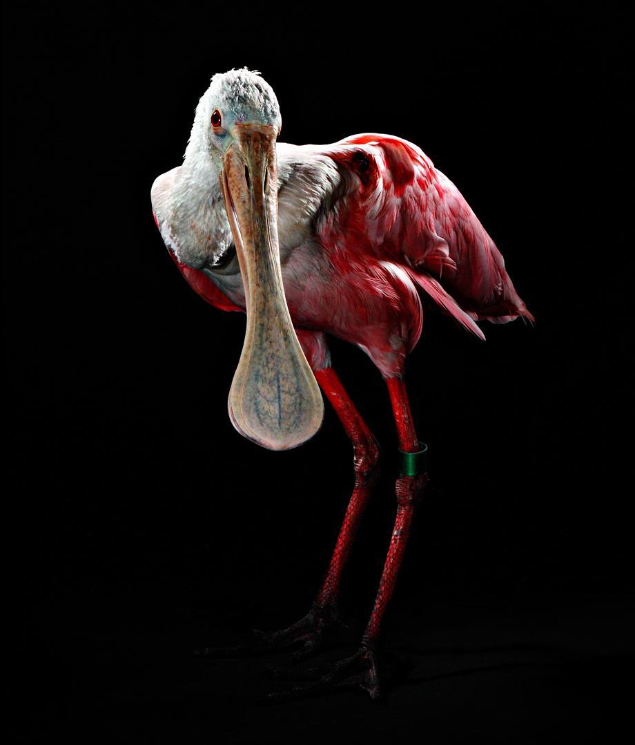 Bob Croslin photographs injured birds as if they were human models.