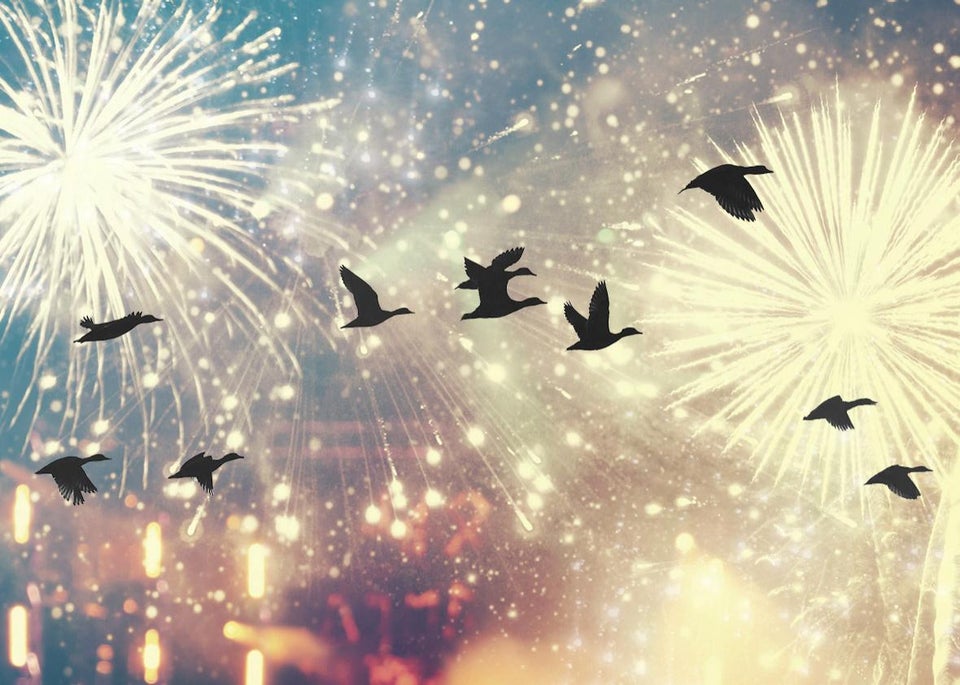 Fireworks terrorize birds, but here’s how you can help.