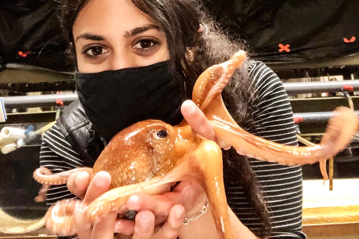 I had a rescue octopus in my lab, and studied her babies.