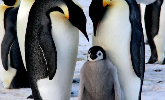 Penguin video: Emperor penguins move in coordinated wave, like traffic jam.