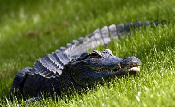 Alligators in Virginia? Climate change could be pushing cold-blooded ...