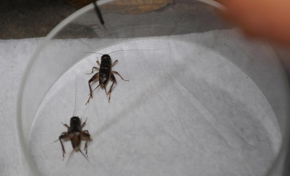 Jurassic Crickets' Mating Call Recreated From Detailed Fossil