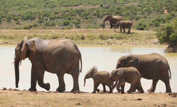 Elephants, zoos, and George Orwell: Great stories about pachyderms