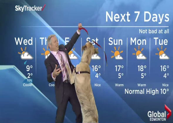 Weatherman vs. dog on live news: Bullmastiff chews through its leash ...