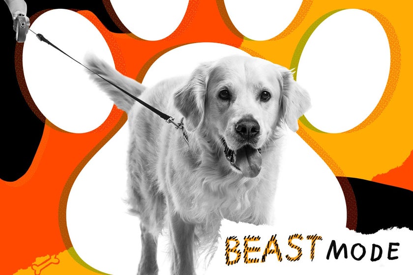 Dogs in the elevator with neighbors and other dogs: pet advice from ...