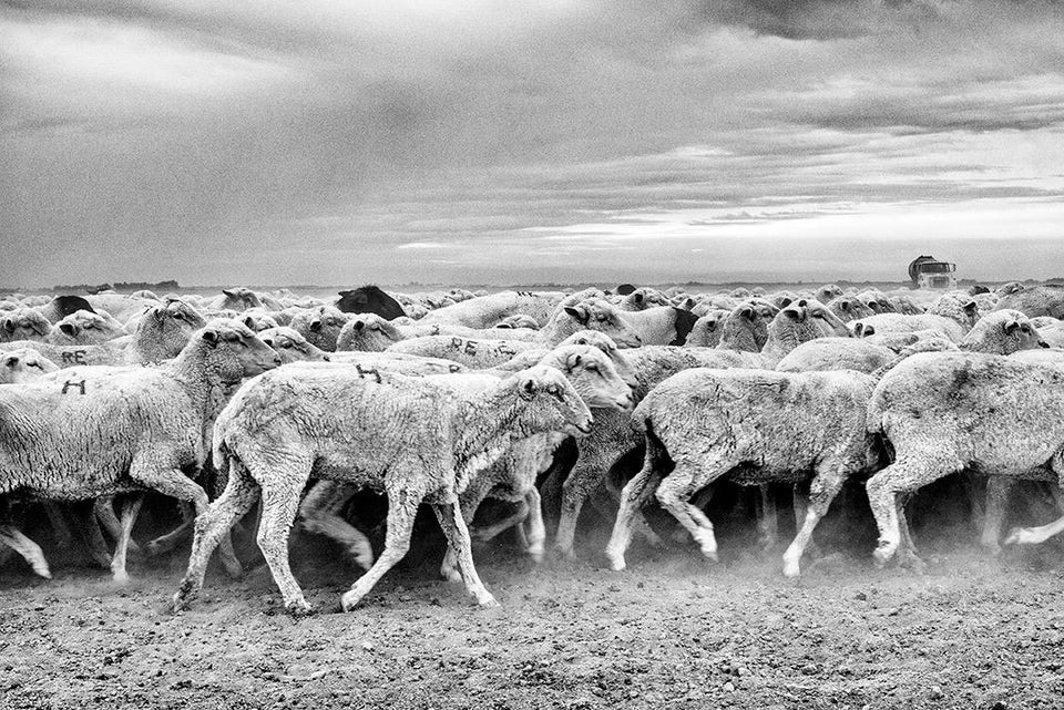 California Central Valley agriculture: Drought and climate change (PHOTOS).