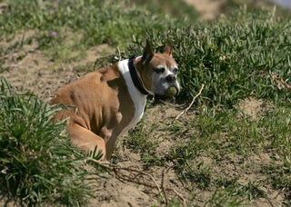 Origins and use of the phrase shit show, from James Ellroy to the Red Army.