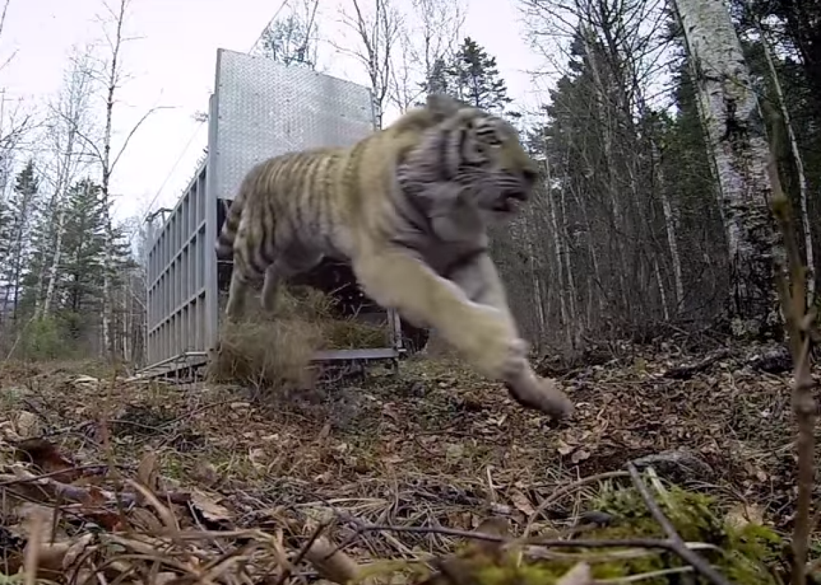 Siberian tiger released into the wild: GoPro footage of a tiger’s ...
