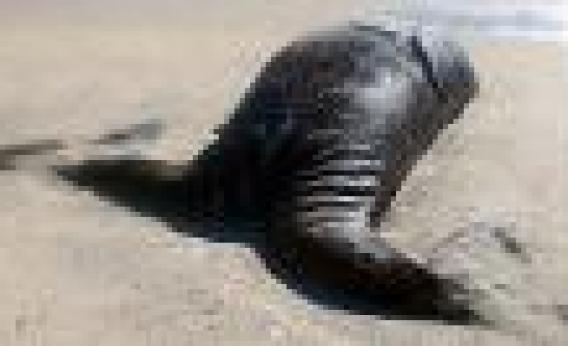 Conjoined whale calf video: Rare specimen found in a California lagoon ...