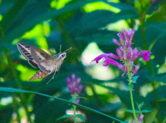 Sphinx Moth: An imposter hummingbird