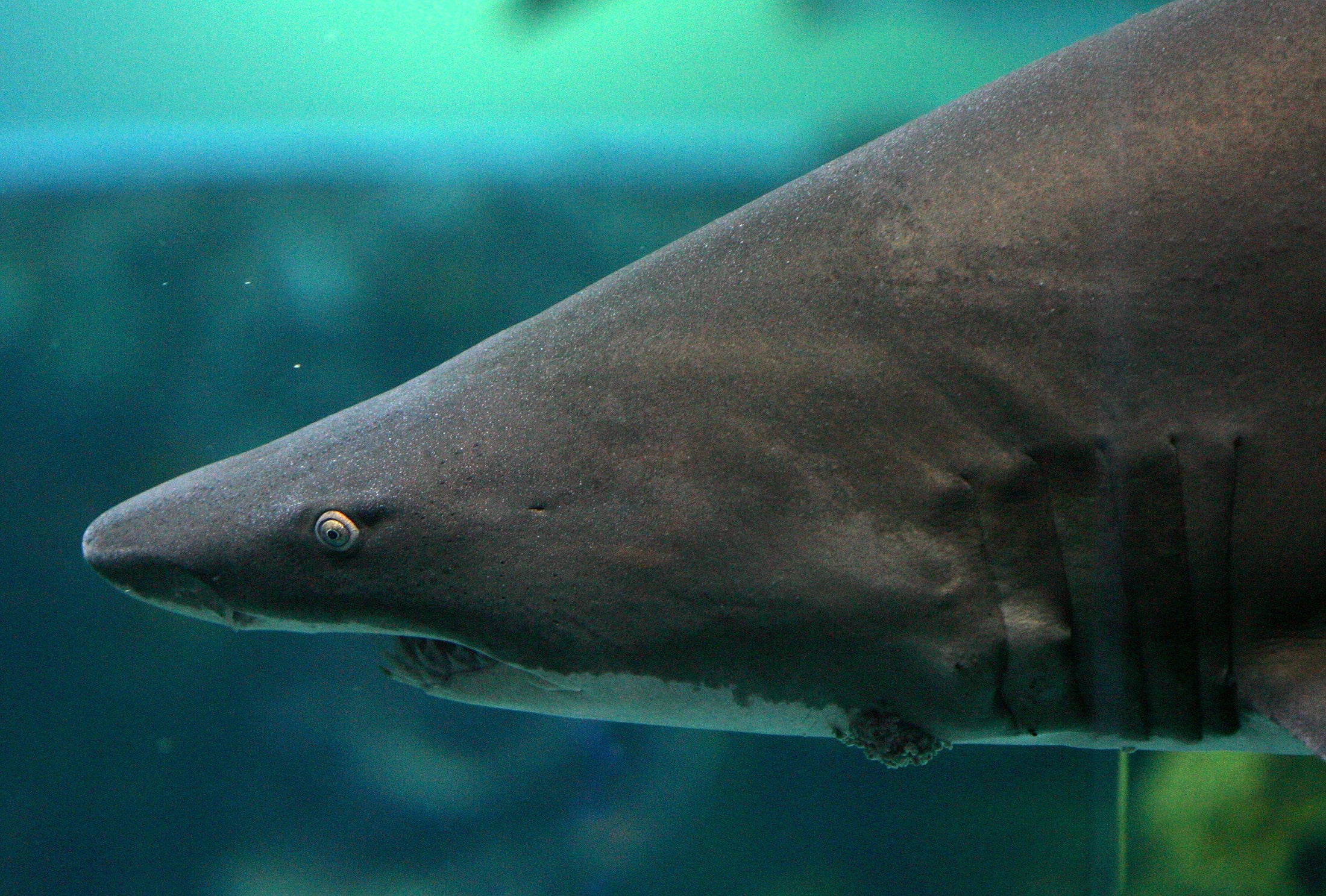 Sharks: How do they smell blood in the water?