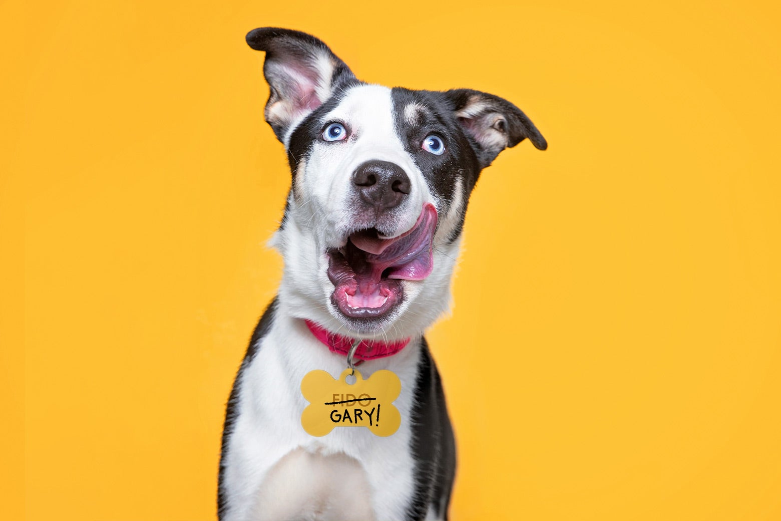 Dog Names Why We Keep Giving Them Human Names Like Terry Or Barbara Dog Names Why We Keep Giving Them Human Names Like Terry Or Barbara