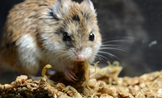 Mice-scorpion video: Grasshopper rodent species can endure stings.