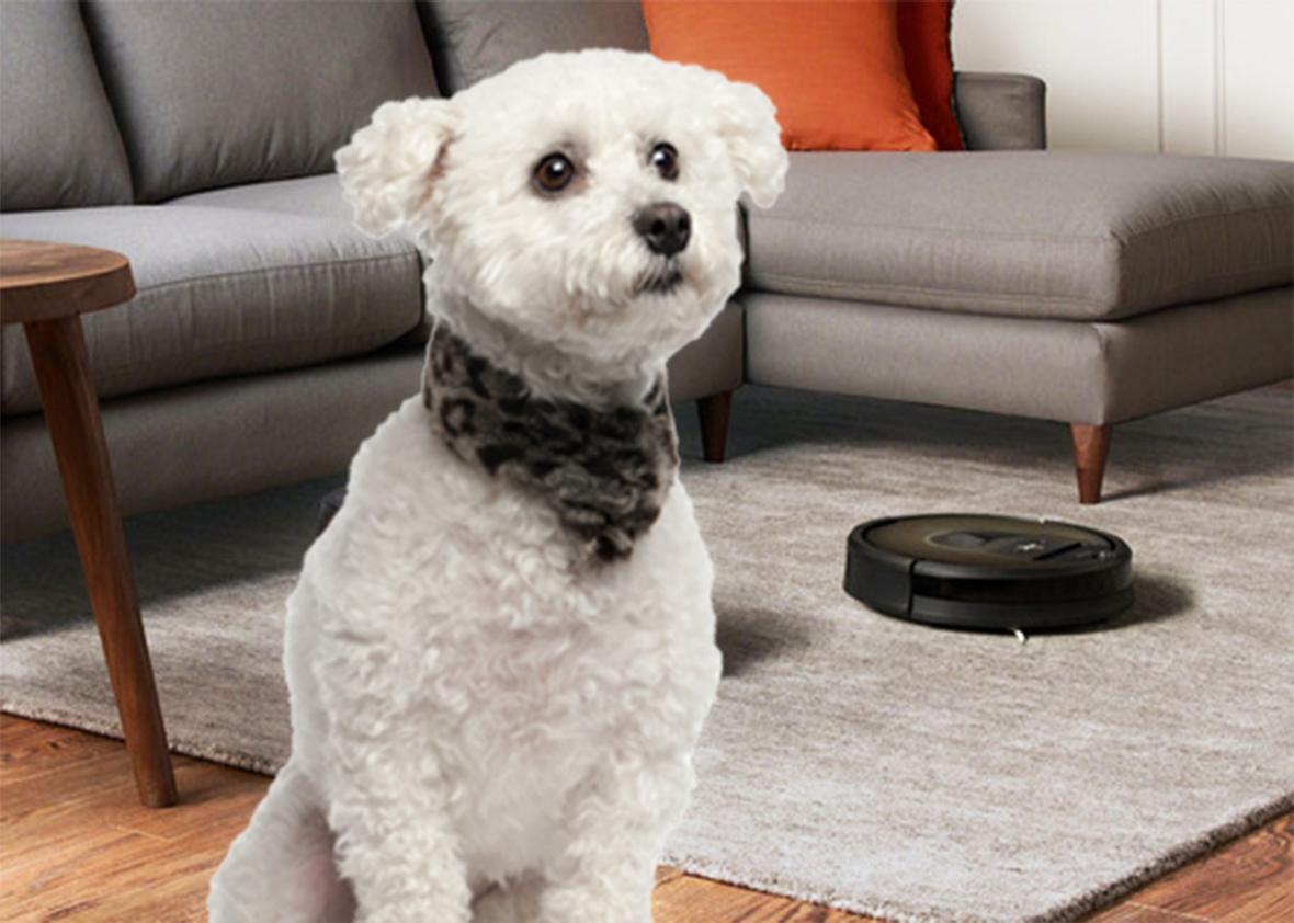 When a Roomba goes up against animal poop, no one wins.