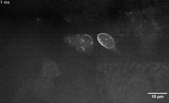 Hi-res microscopes: New NIH inventions can show high-quality images of ...