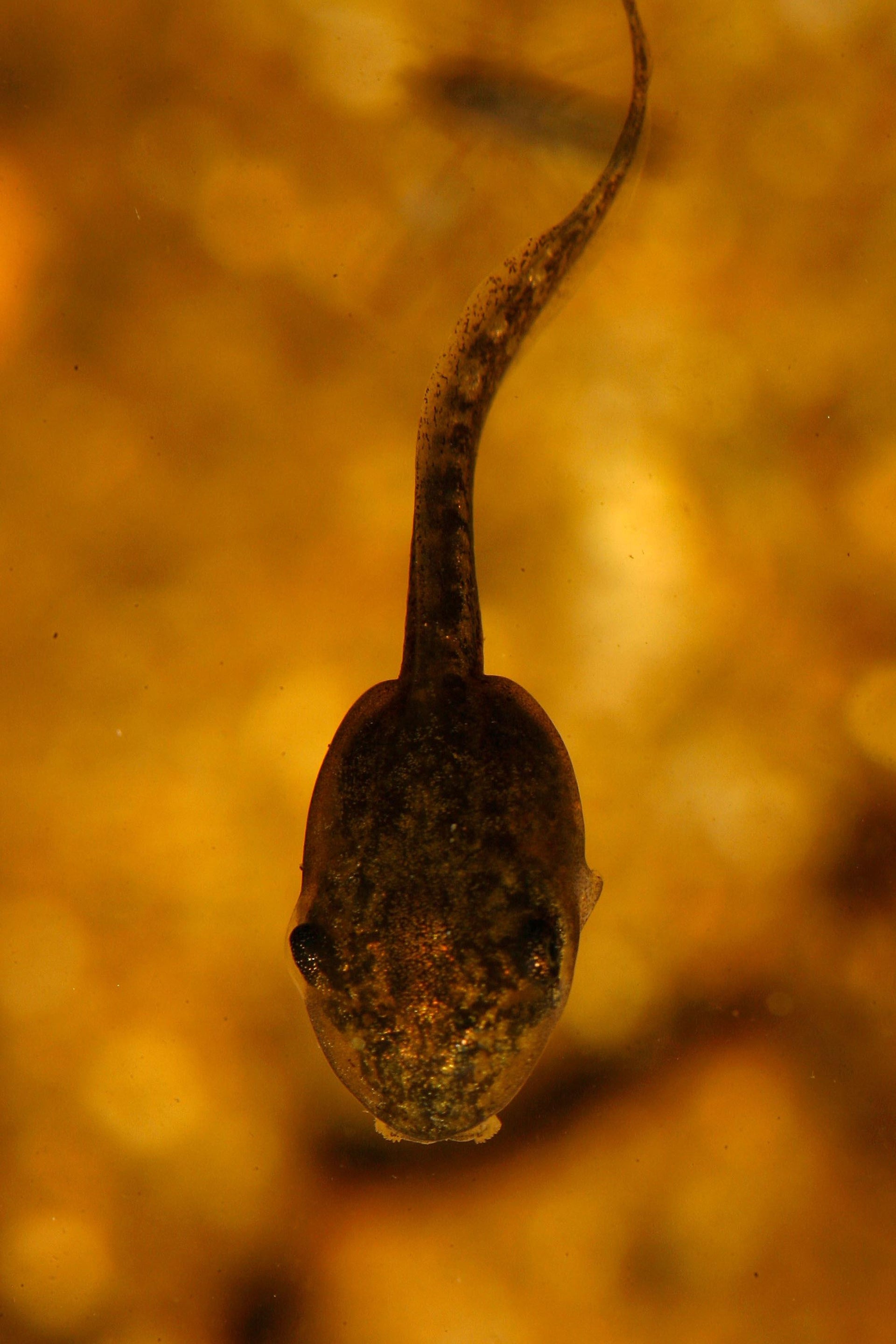 Tadpole eye transplants reveal neuroplasticity in Tufts lab.