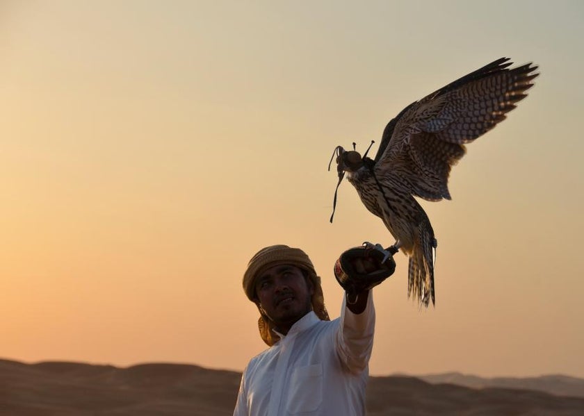 The United Arab Emirates Issues Passports to Falcons to Deter Smuggling