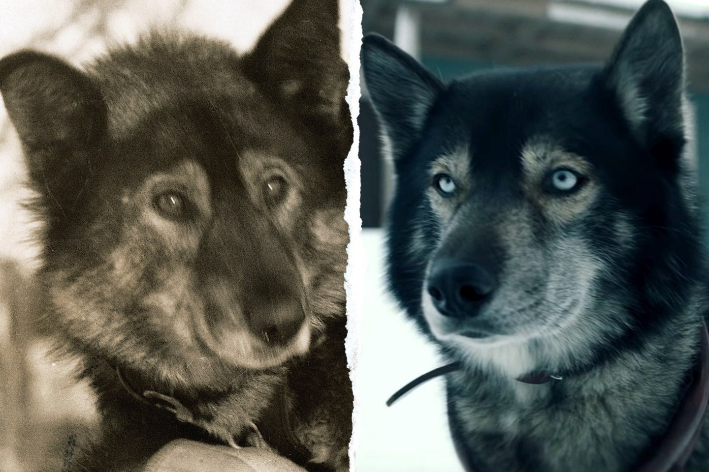 Togo movie accuracy: What’s fact and what’s fiction in the Disney+ movie.