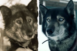 Togo movie accuracy: What’s fact and what’s fiction in the Disney+ movie.