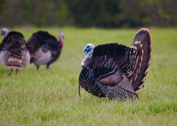 Turkey in Turkish, and other geographically implausible names for this ...
