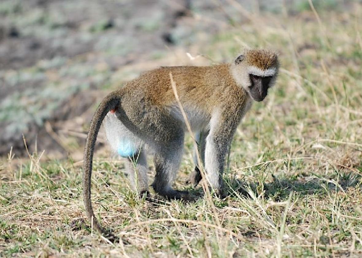 Why do the testes of most mammals hang outside their bodies?