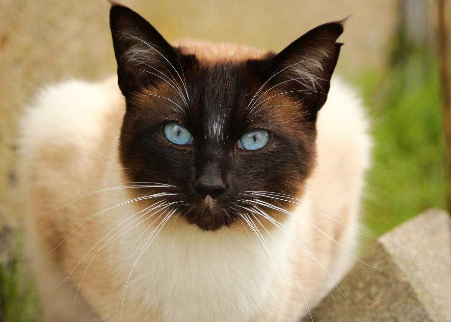 In 1975, a cat named F.D.C. Willard co-authored a physics paper.