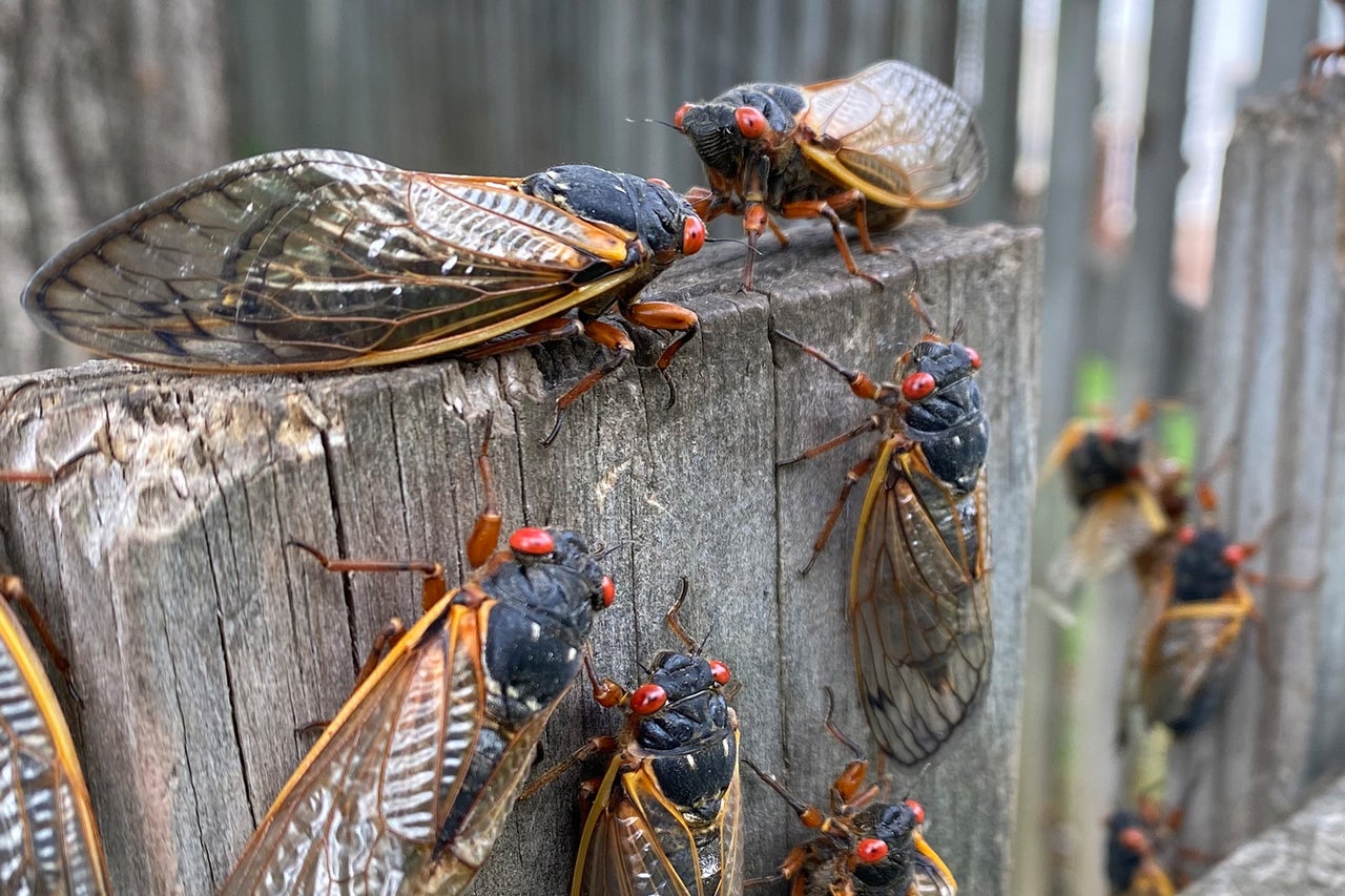 Cicadas, explained: What’s going on with cicada broods this year.