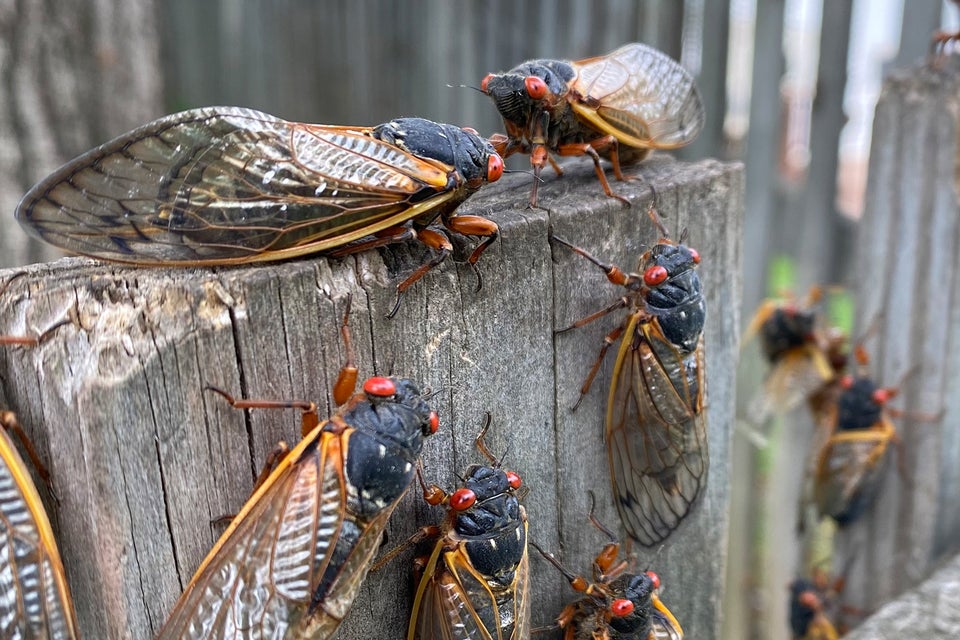 Cicadas, explained: What’s going on with cicada broods this year.