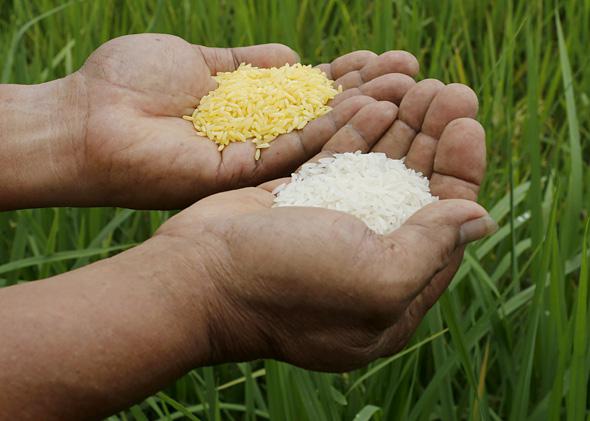 Golden rice inventor Ingo Potrykus: Greenpeace and others wicked for ...