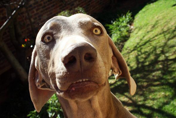 Screw the Pooch: Etymology of the idiom dates back to NASA and the ...