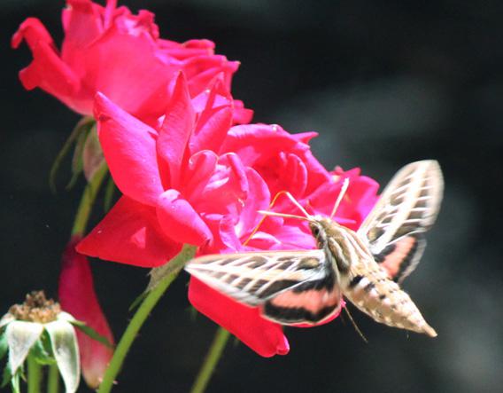 Sphinx Moth: An imposter hummingbird