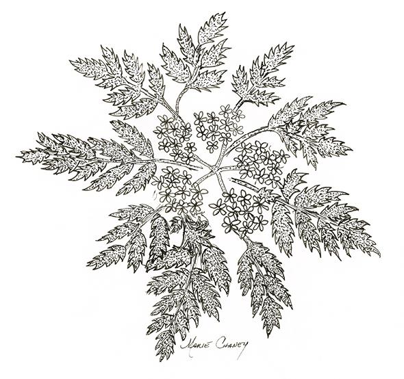 Poisonous plants: Socrates drank hemlock tea as his preferred mode of ...