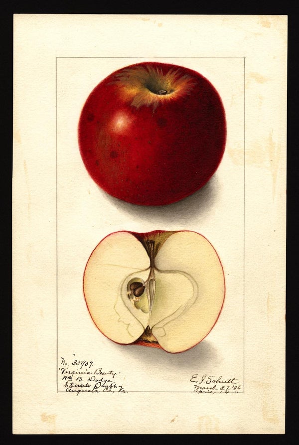What did old apple varieties look like? Watercolors from the USDA library.