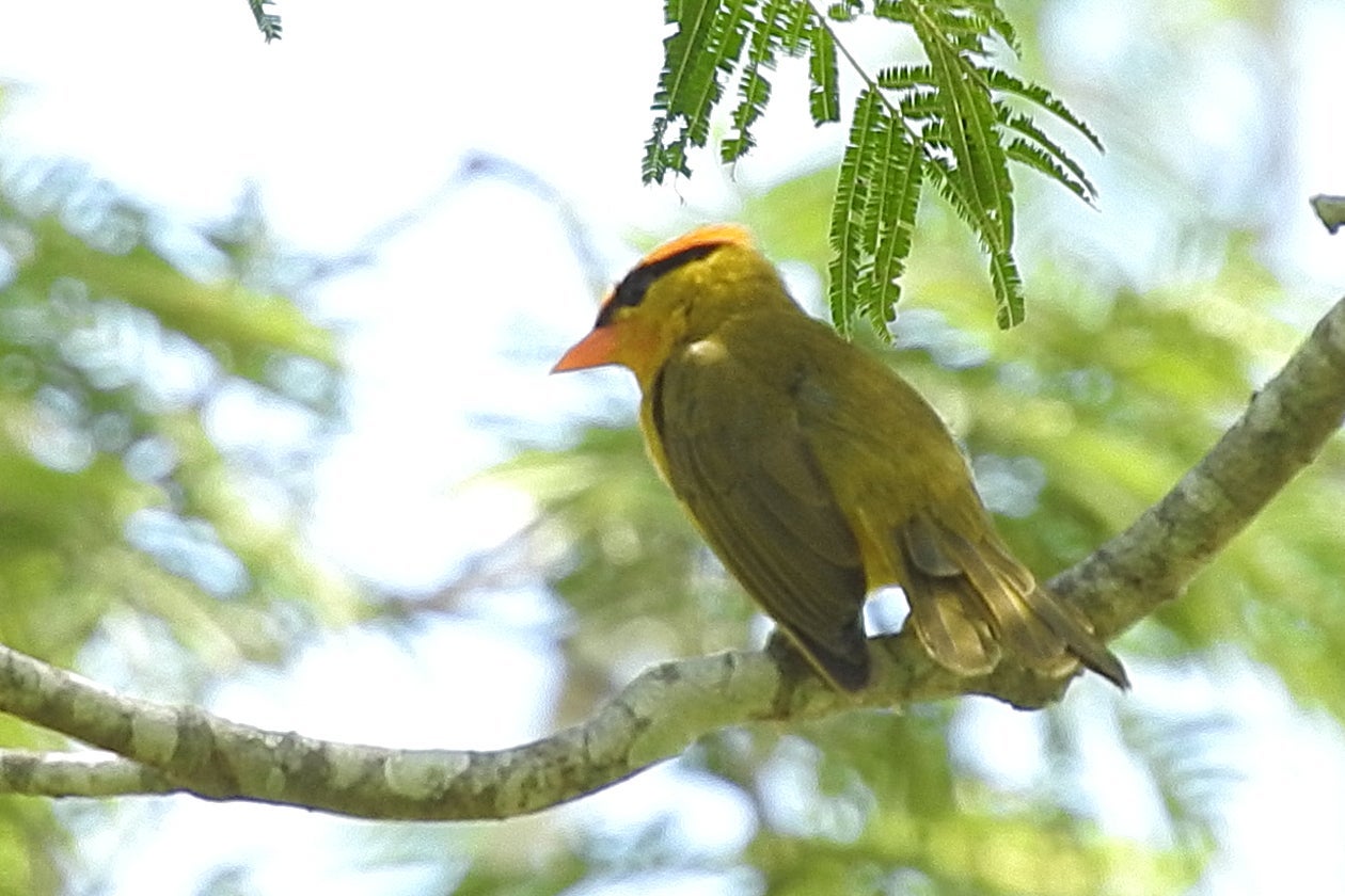 The inti tanager is a new bird found in Peru