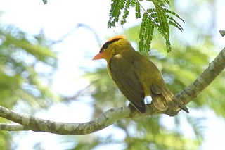 The inti tanager is a new bird found in Peru