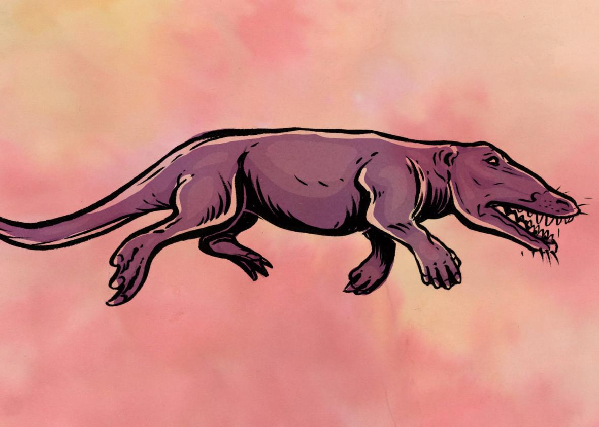 Watch the 50-million-year evolution of the whale in 1 minute.