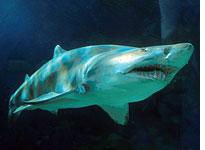 How do sharks find their prey?