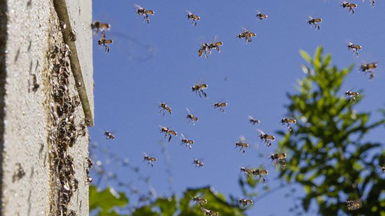 Australian bee wars: Colonies fight deadly interspecies warfare (VIDEO).