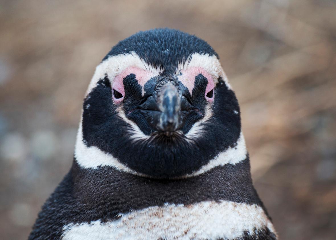 NatGeo's video of penguins pecking each other's eyeballs out is natural.