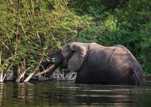 Mass extinction event: Defaunation and the signs that life on Earth is ...